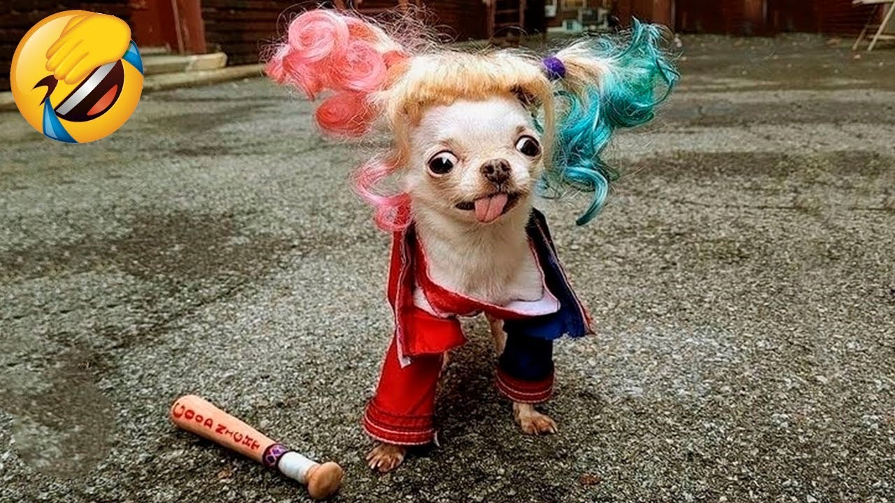 Best Funny Animal Videos Of The 2023 🤣 – Funniest Cats And Dogs Videos 😺😍 - TheDogsLives