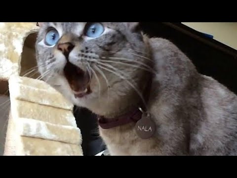 Best Funny Animal Videos Of The 2023 🤣 – Funniest Cats And Dogs Videos 😺😍 - TheDogsLives